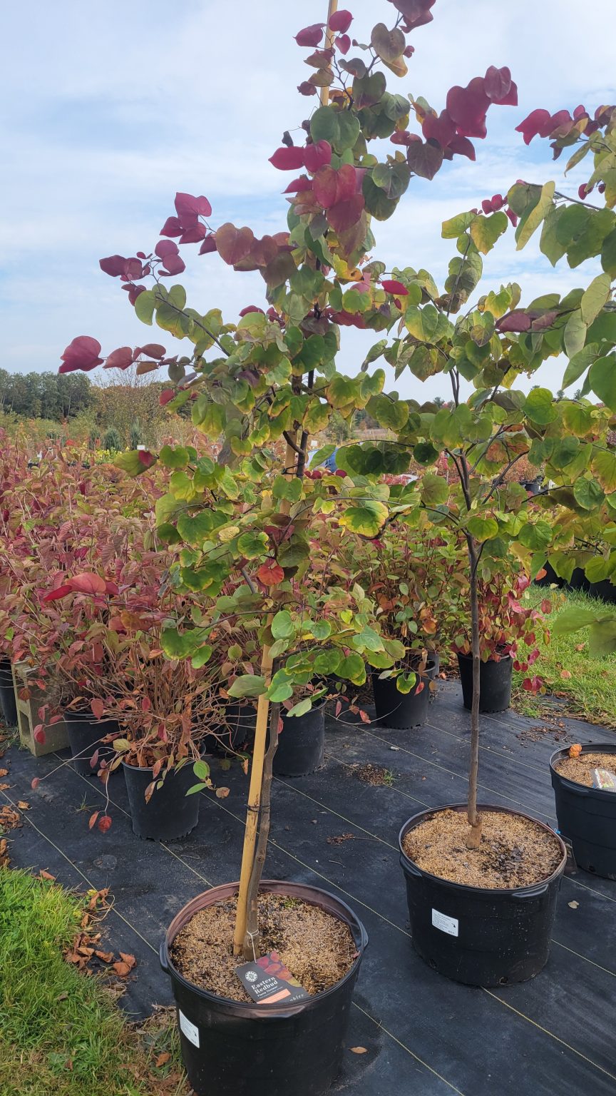 Flame Thrower Redbud Trees! - Wild Juniper Nursery