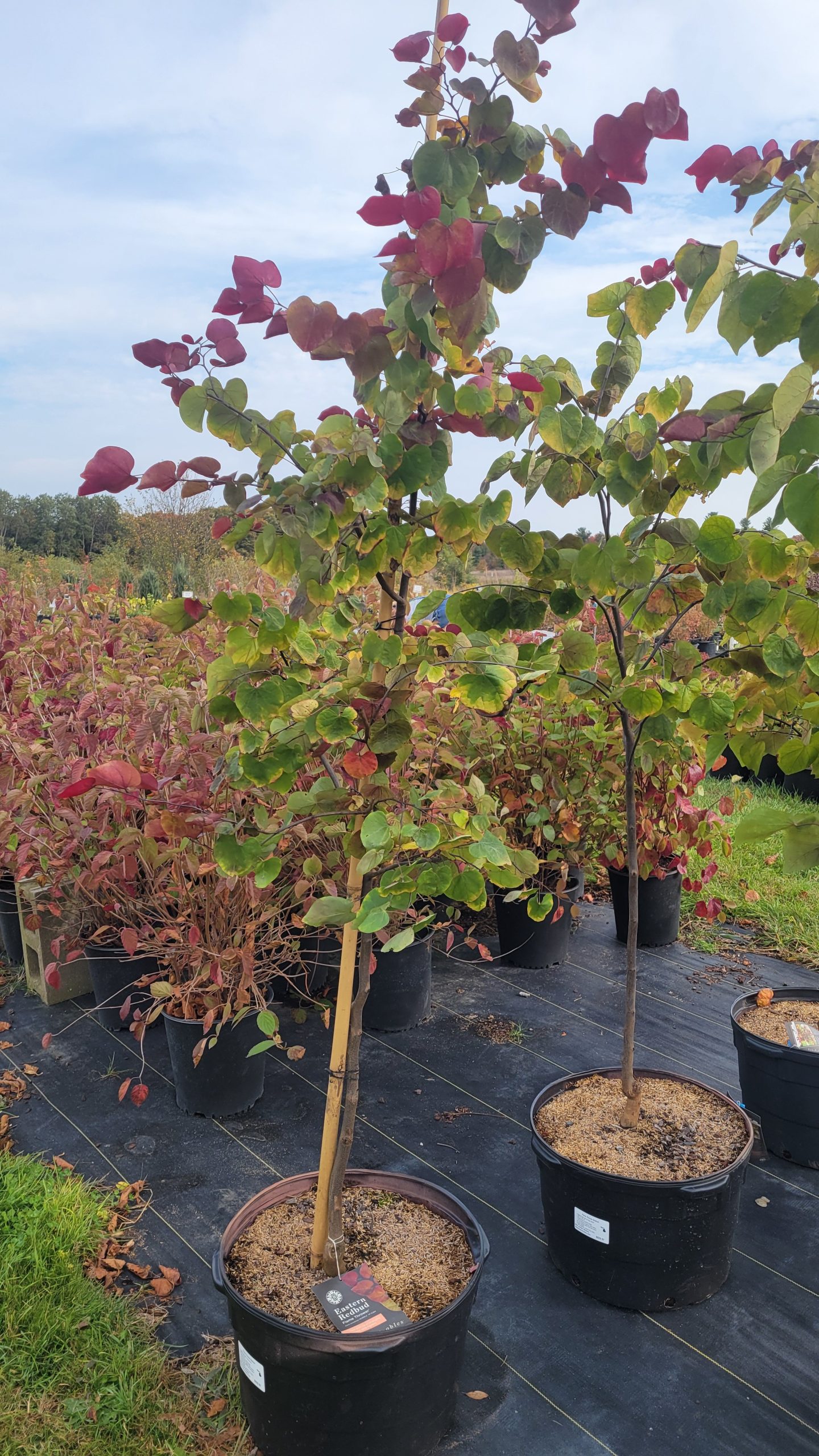 Flame Thrower Redbud Trees! - Wild Juniper Nursery