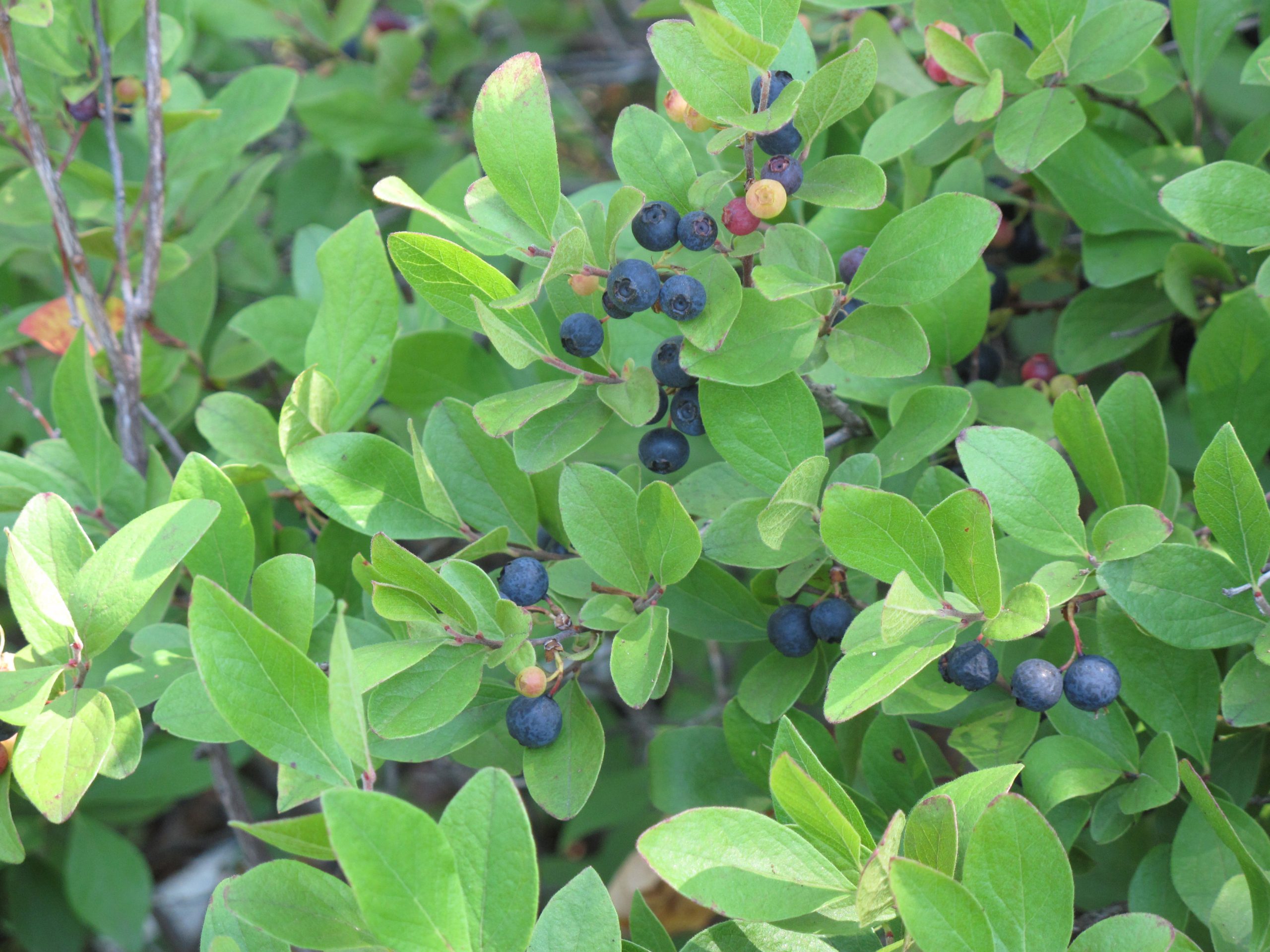 Huckleberry Ely - Wild Juniper Nursery