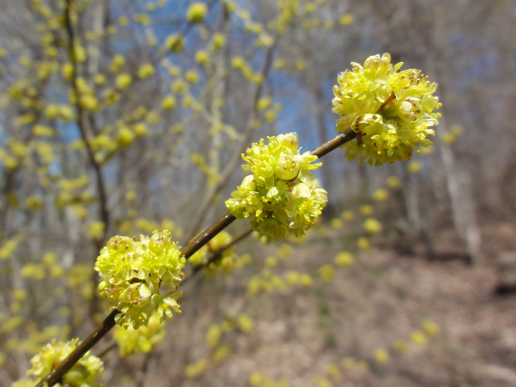 Spice Bush - Wild Juniper Nursery