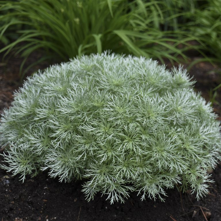 Artemisia Silver Mound - Wild Juniper Nursery