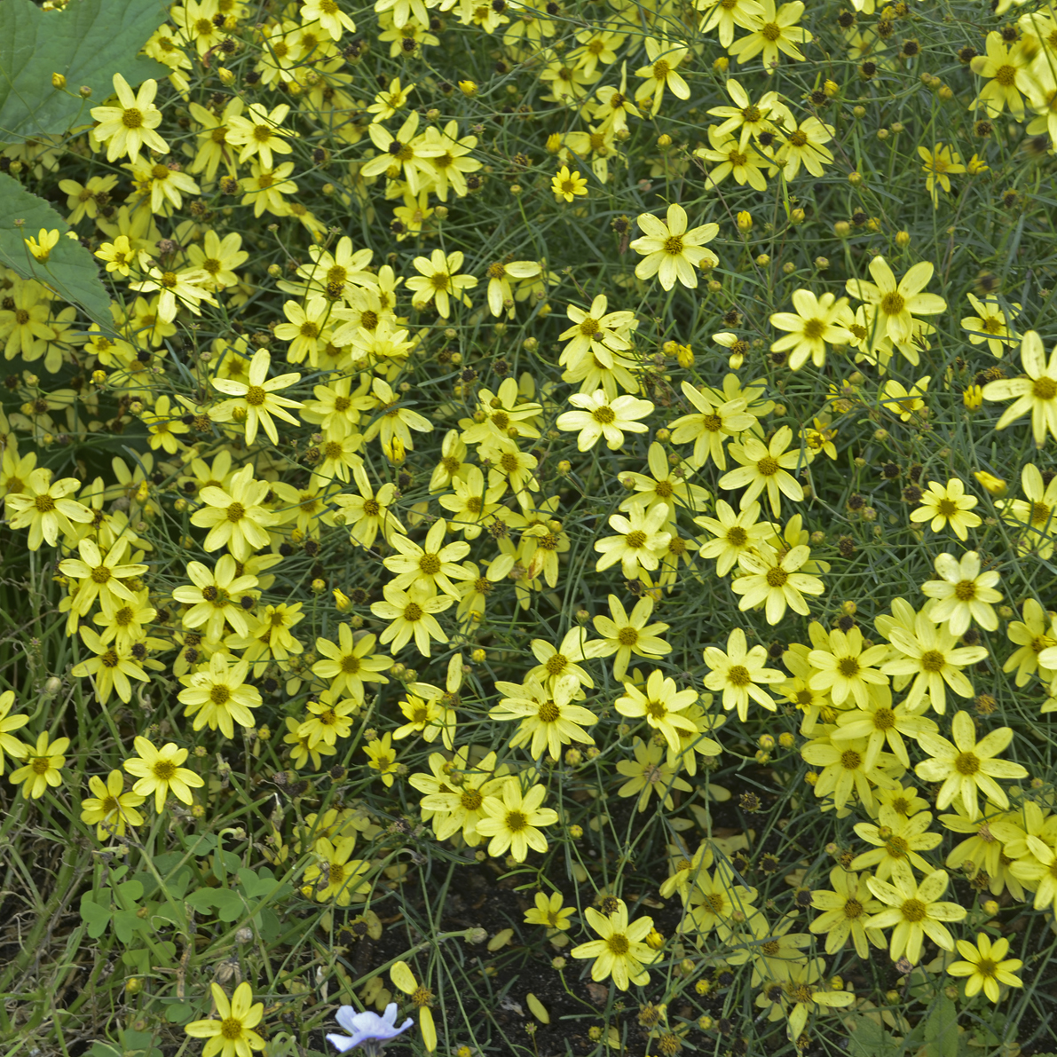 Coreopsis Moonbeam - Wild Juniper Nursery