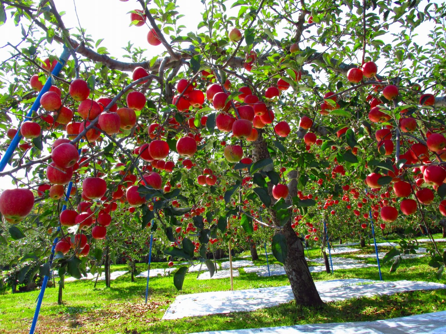 Apple Tree Fuji - Wild Juniper Nursery